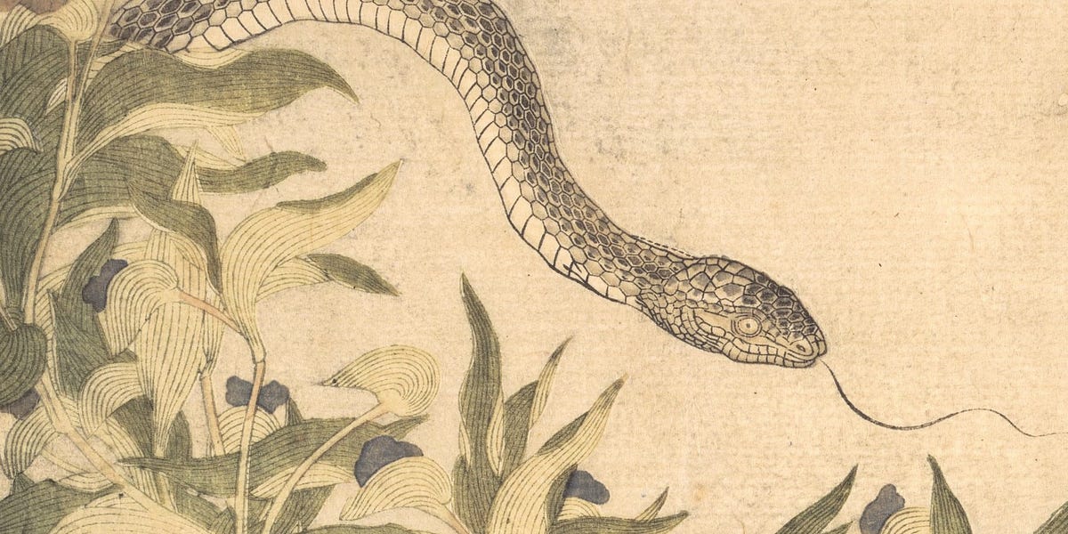 Snakes in Japanese Folklore - Hanashi by Curious Ordinary