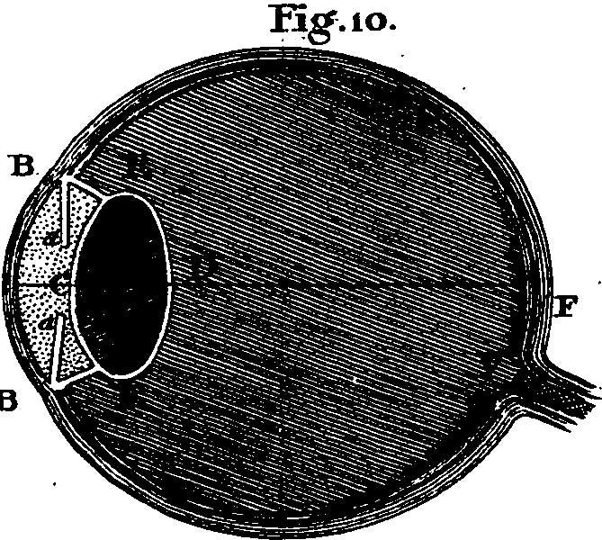 How Antoni van Leeuwenhoek Discovered Microorganisms