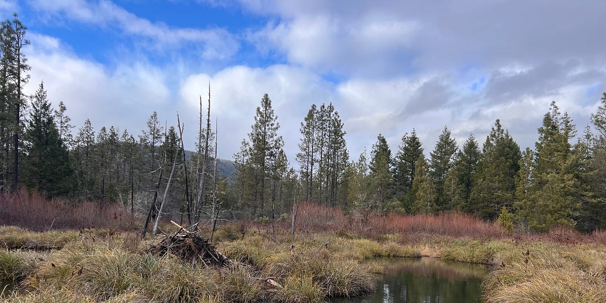 Designing a beaver boardwalk - by Jakob Shockey