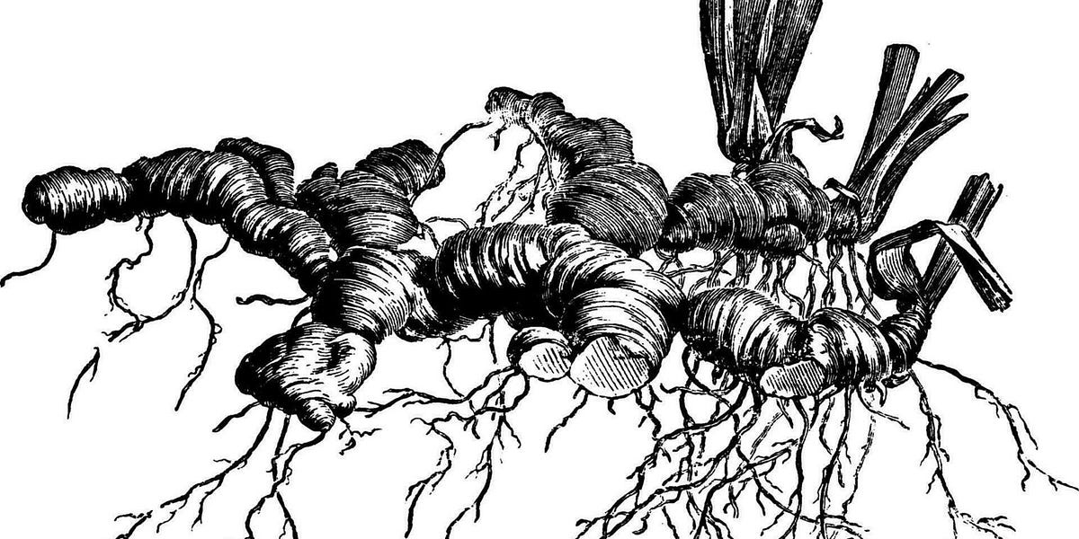 Rhizome: A Radical Framework for Thought and Being