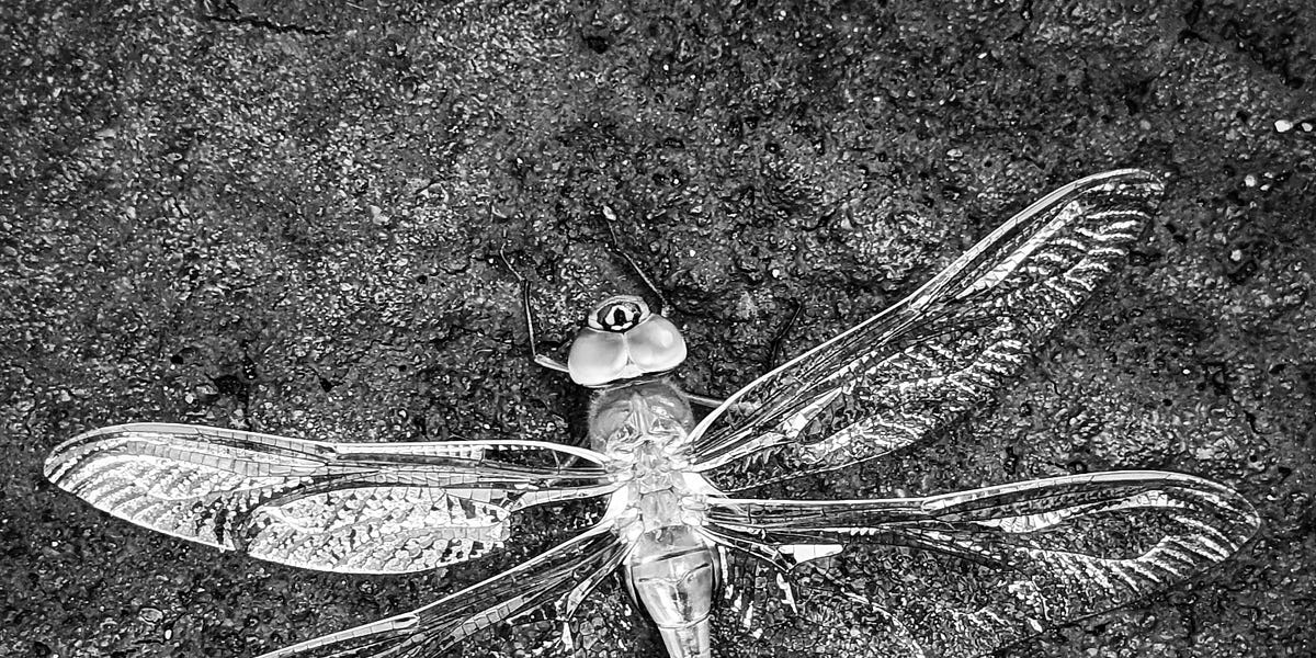 The Beauty Of Nature In Black And White