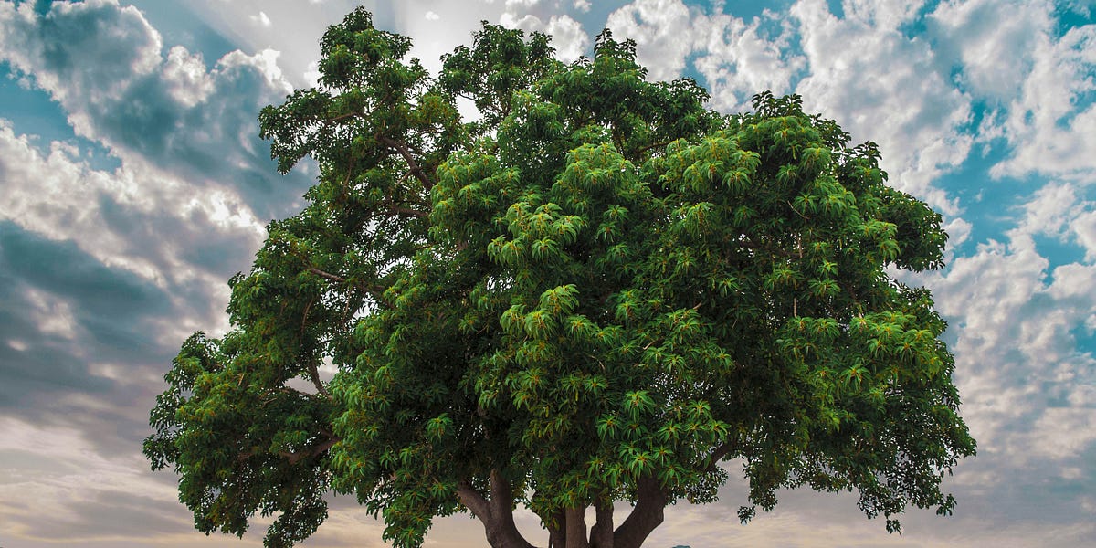 Interbeing with Trees - by Bill Epperly