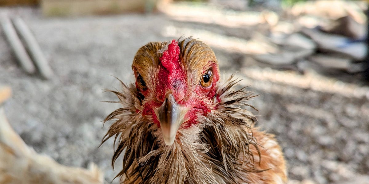 Big Chick Energy - by AC Shilton - AffirmationChickens