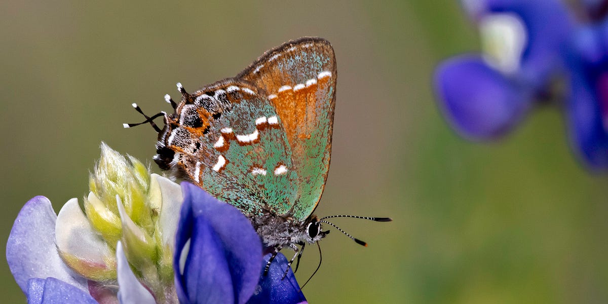 A Butterfly is a Place - by Bryan Pfeiffer - Chasing Nature