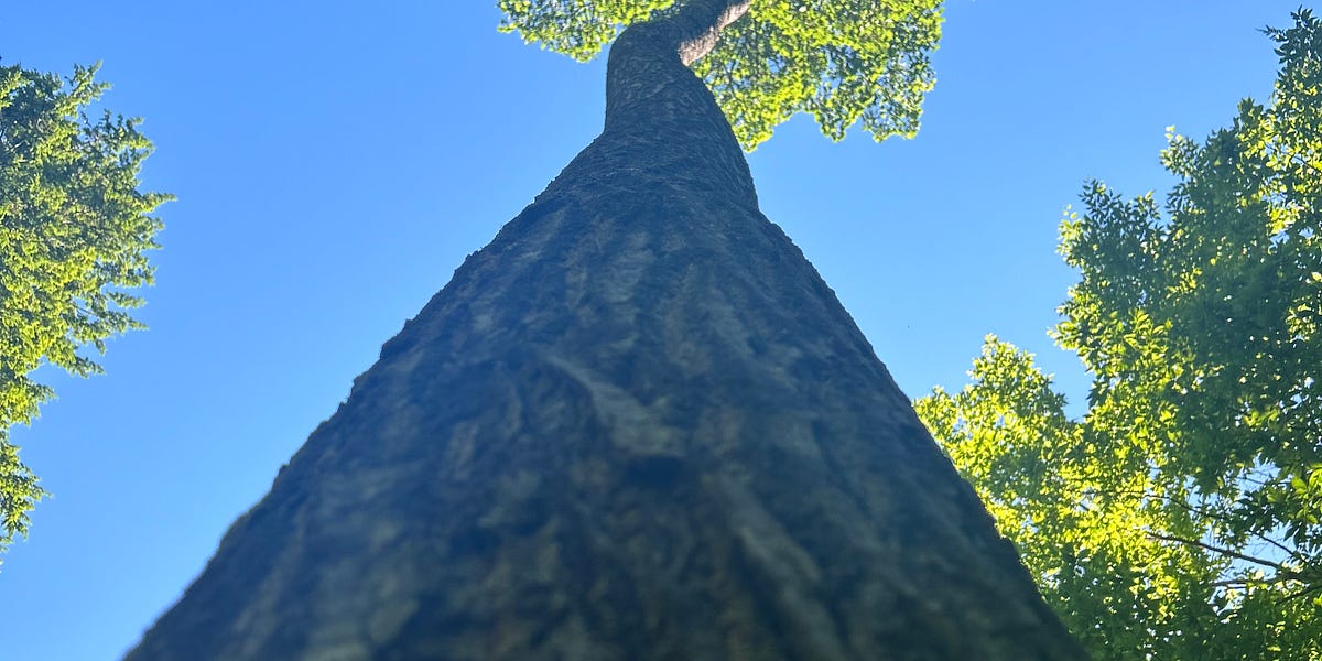 Friday Four-Pack 7.5.24 - by Mut (Mike Mutnansky)