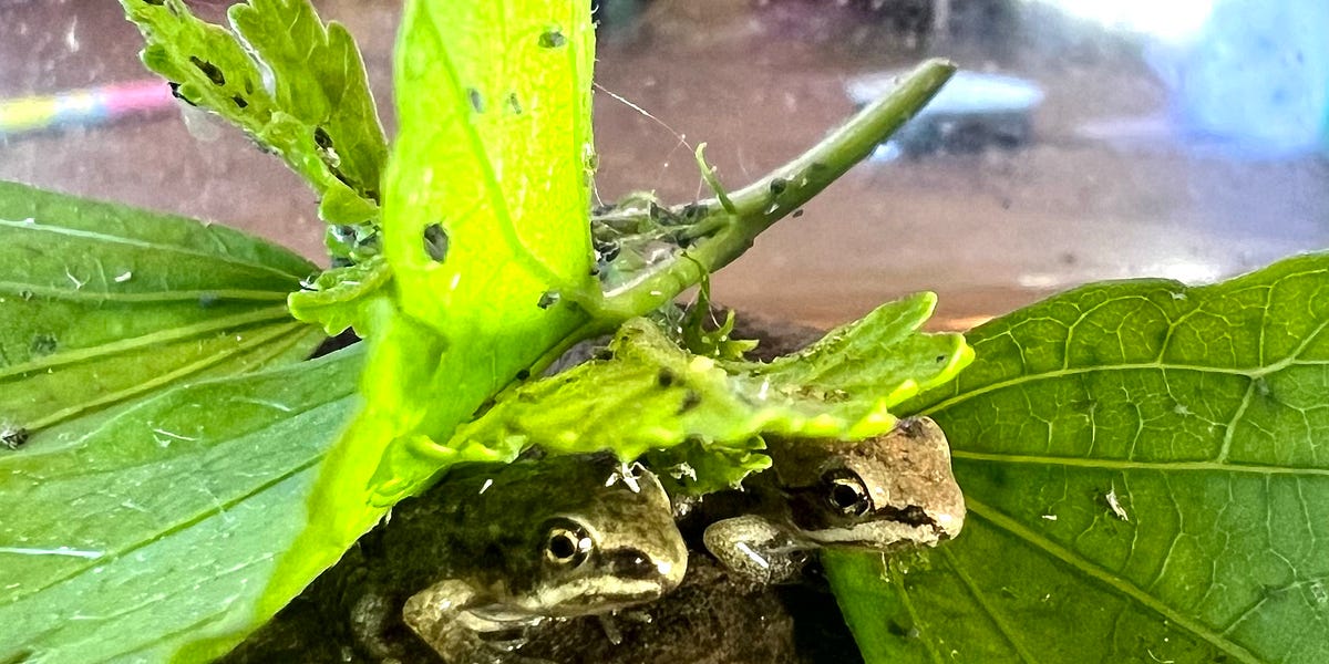 Not a Frog Mom - by Chris Baker - The Oyster Log