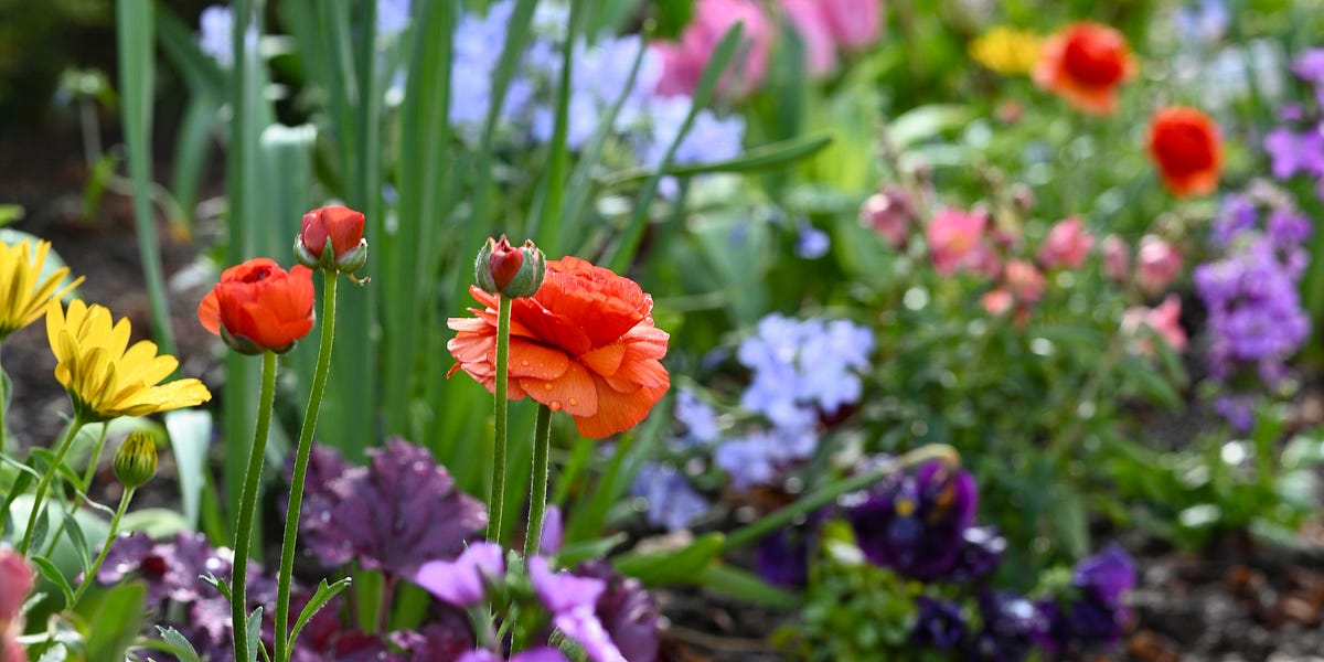 The Spring Garden Reset: 7 Steps to a Fresh Start