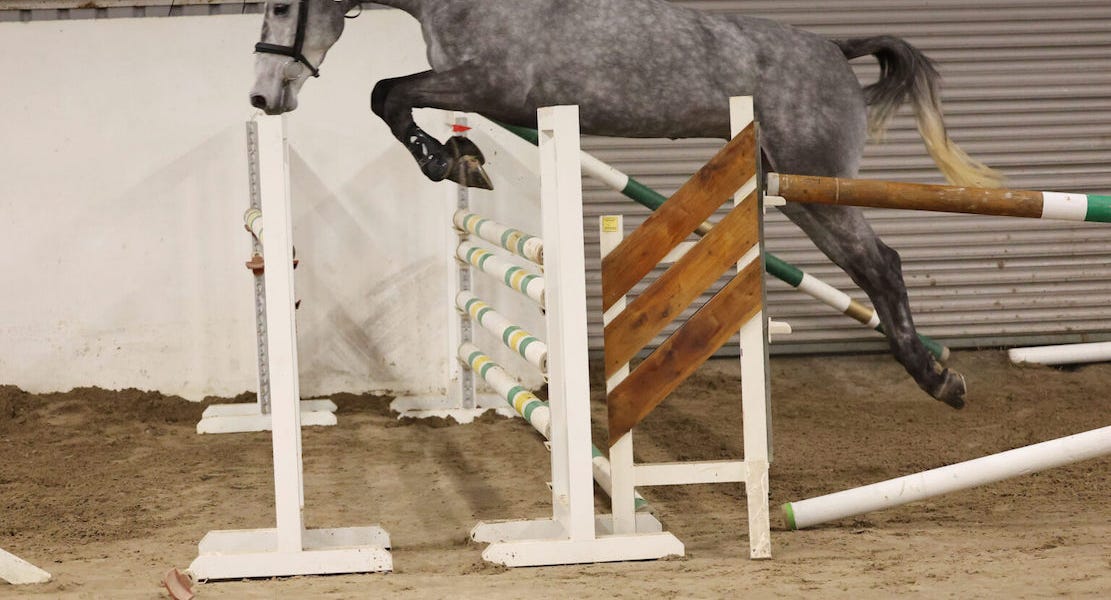 Latest update on local equestrian action - Horse&Field