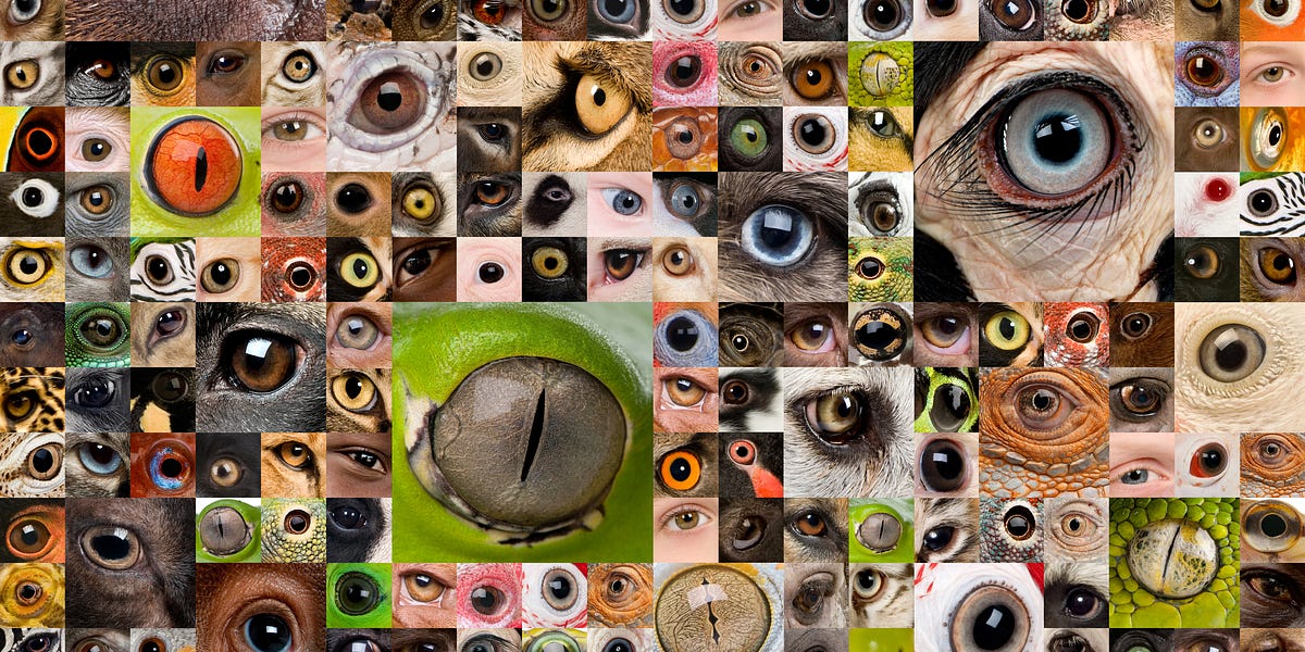 We Are the Universe Observing Itself: The Role of Sentient Beings