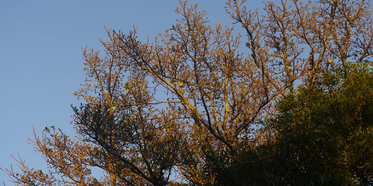 Introduction - by Mees Baaijen