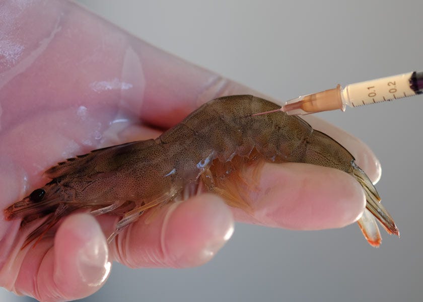 mRNA Vaccines Now Headed for Shrimp