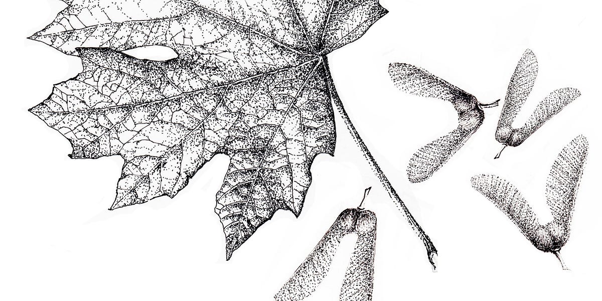 The Importance of Maple Helicopters - by Elspeth Bradbury