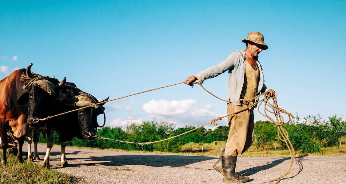 How Did Humans Domesticate Themselves? - by Apple Pie