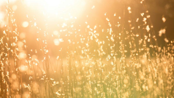 The Light Within: Fritz-Albert Popp & Biophoton Research