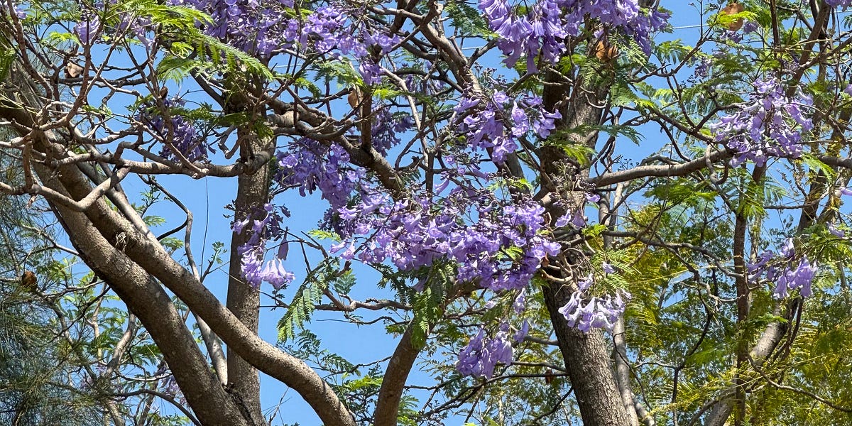 The Story of Mexico's Jacaranda Trees - by Jacob Dean