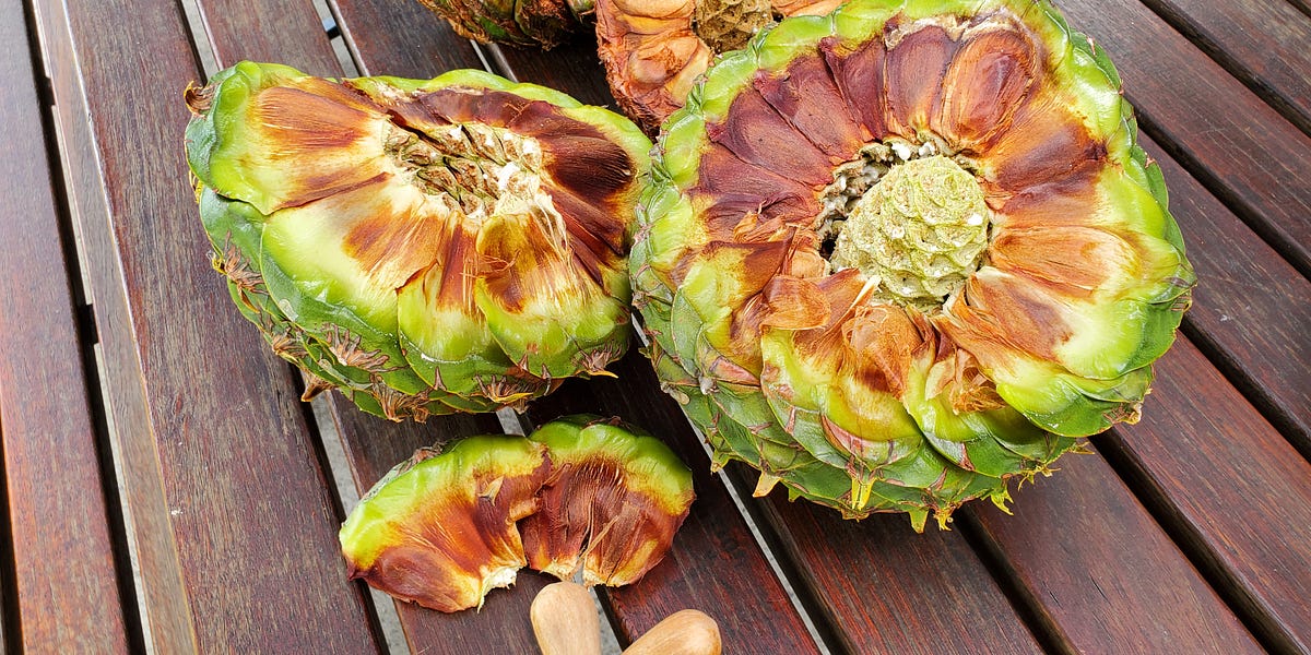 Bunya Nut - by J.P. - Bush Food Forager