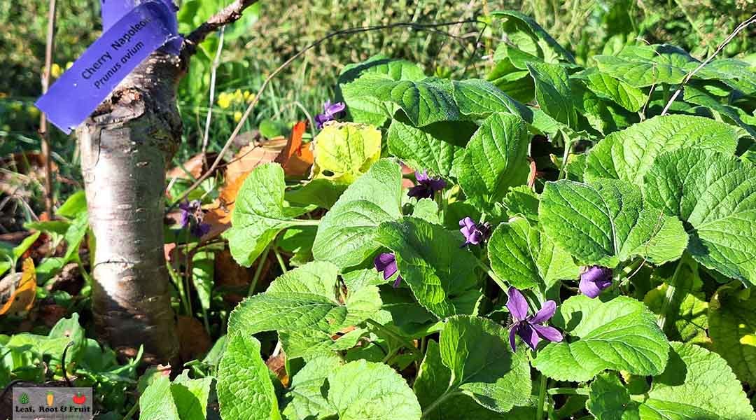 Options for Backyard Orchard Ground Cover