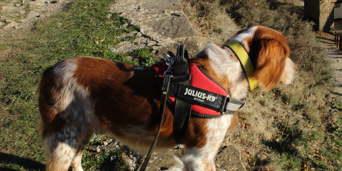 Dogs & Complex Trauma... - by Teresa Murray