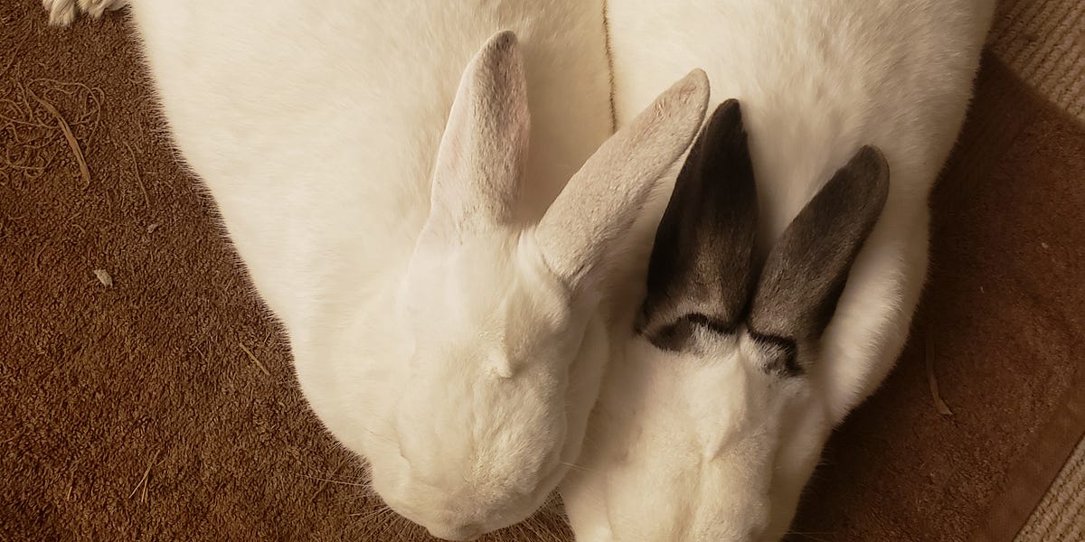 Valentine's Day half-off sale! - by Noah Smith - Noahpinion