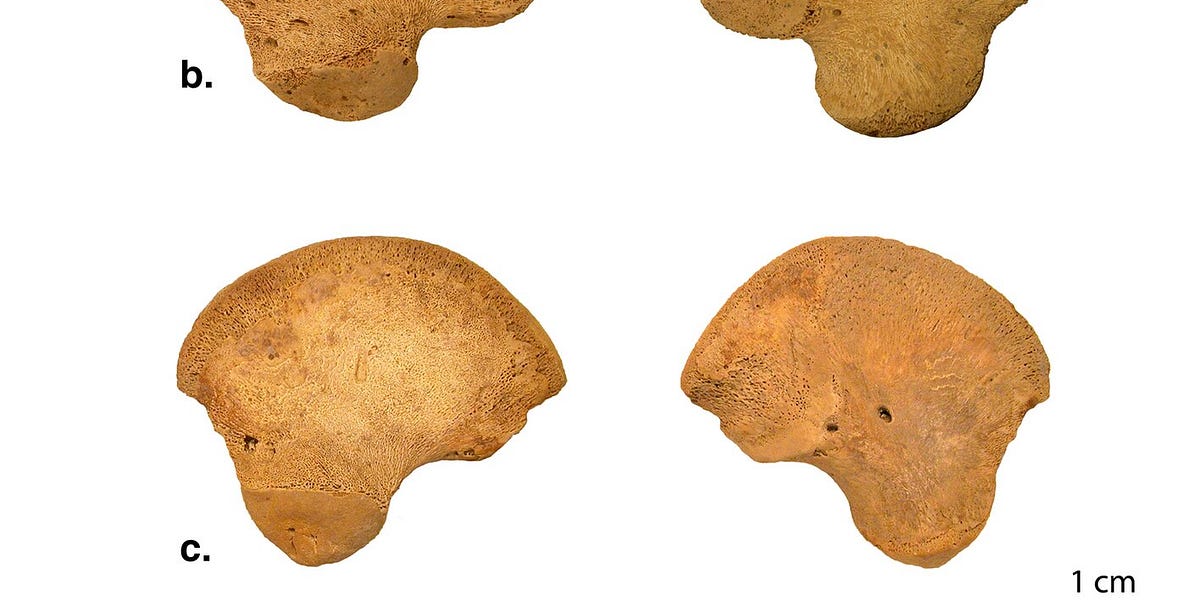 Unveiling Ancestral Enigma: New Bone Discovery Suggests Previously ...