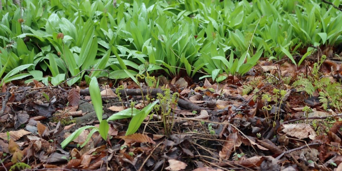 Myths and Legends: Ramps - Clay Bowers' Substack