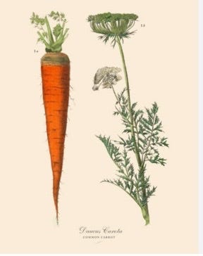 The Carrot Lady - by Cecilia At The Kitchens Garden