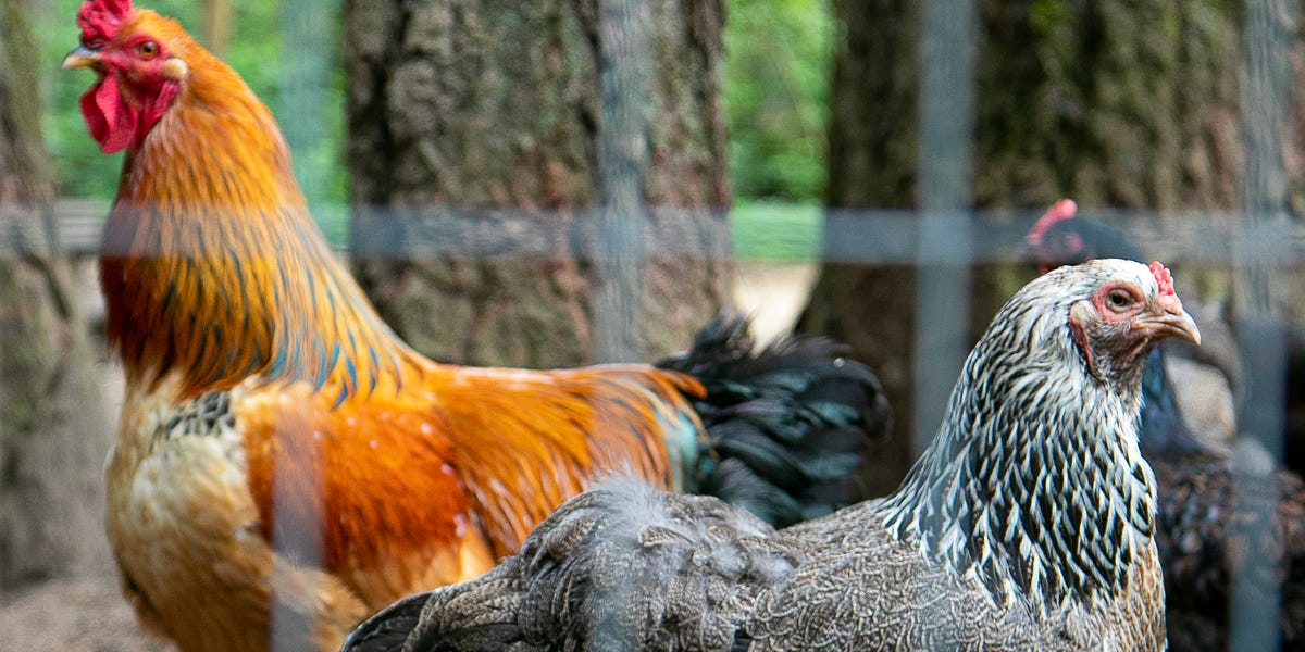 The Cult of Chickens - by Kamryn - The Gardener Girl