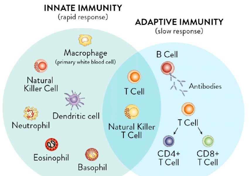 The Human Immune System – Part 1