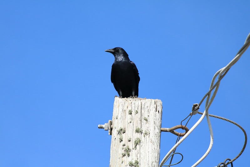 Birding Western Mass - Flocks, Mobs, Crows and Woodcocks