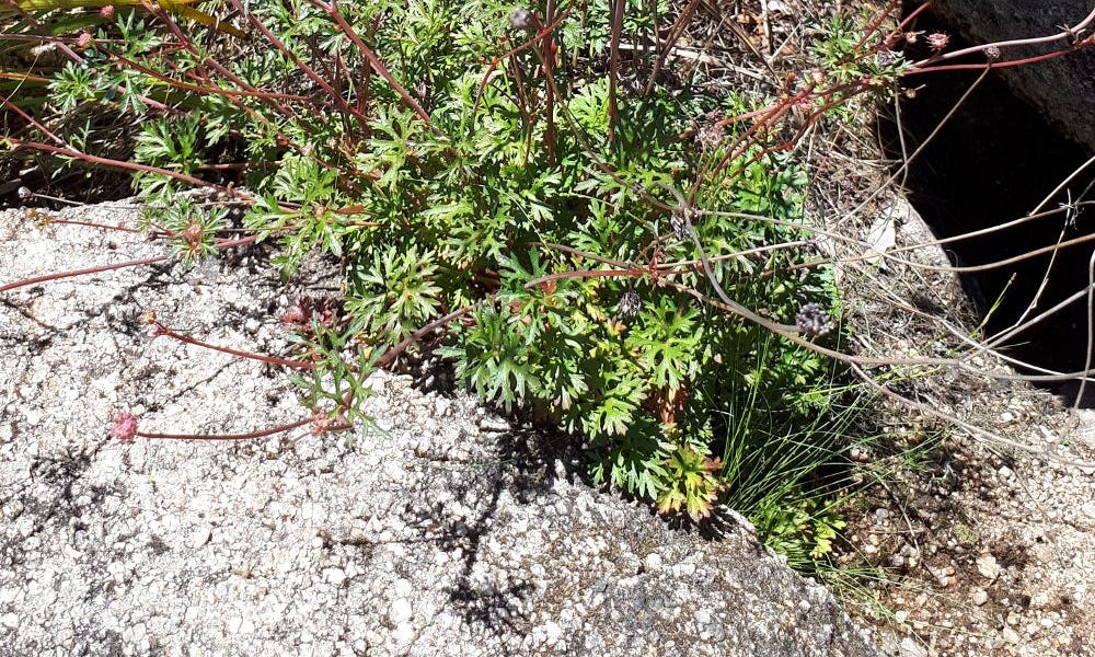 Native Parsnip - by J.P. - Bush Food Forager