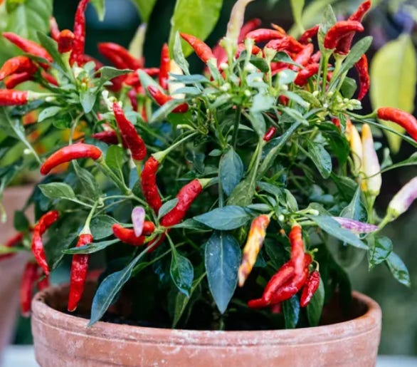 The Garden Minute ⏰: Monday 16 October 2023 - Plantaholics