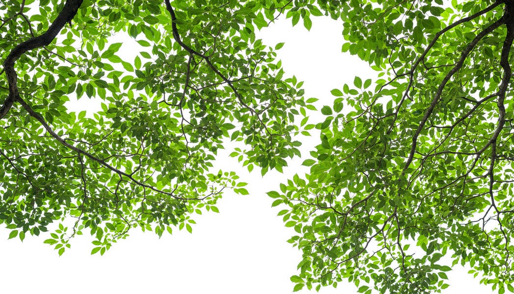 Google launches nature-based CDR coalition w/ Meta, Microsoft, Salesforce