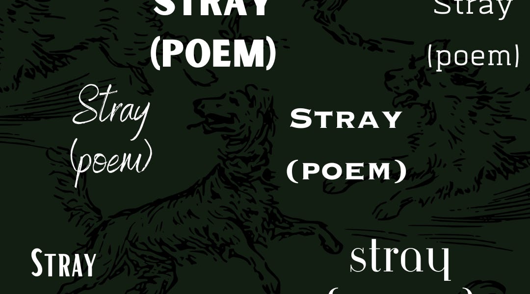 Stray poem - by Alexa Bocek - Laundry Pile Poems