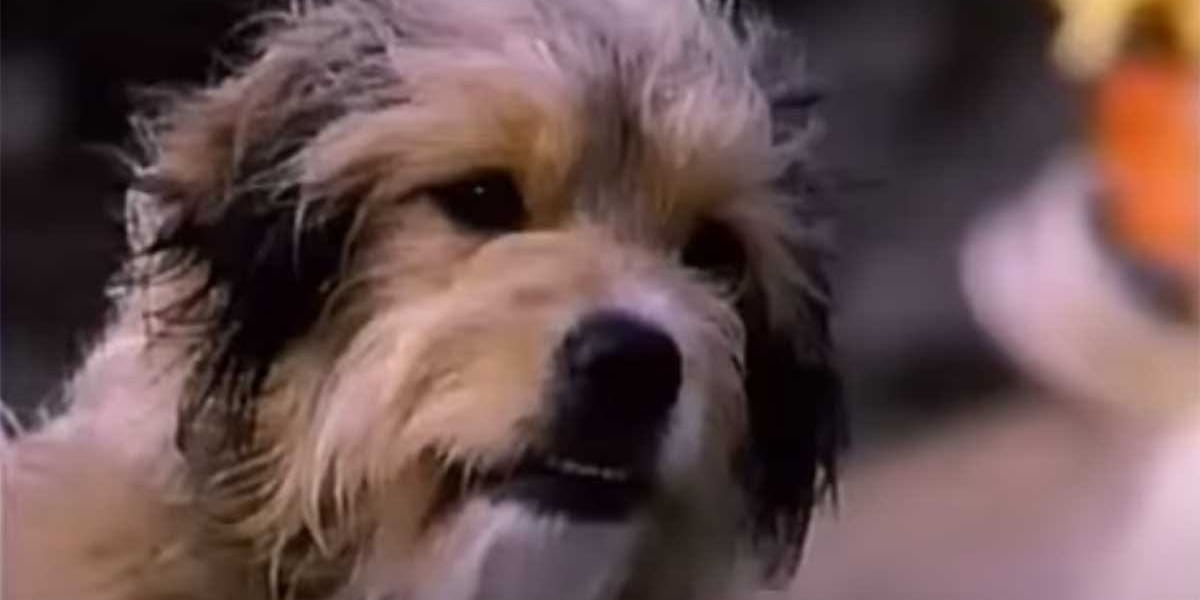 Benji Takes A Dive At Marineland - The Retroist