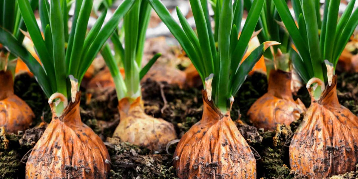 Growing Onions - by Brandon Beasley