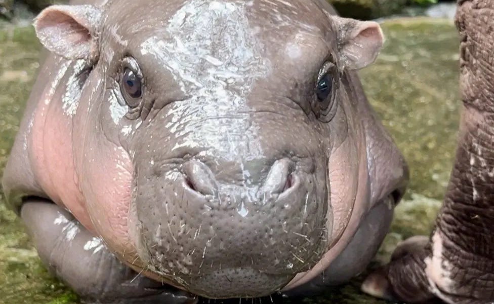 Who is Moo Deng? And what is behind the explosive human interest?