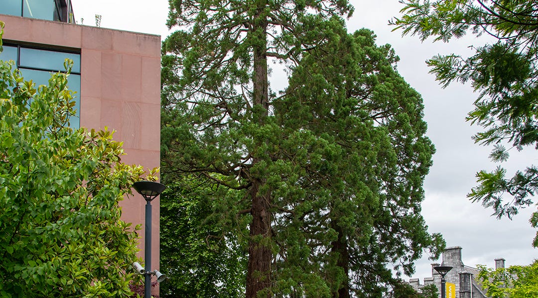 35. UCC Giant Redwood - by Paul Wood - The Street Tree