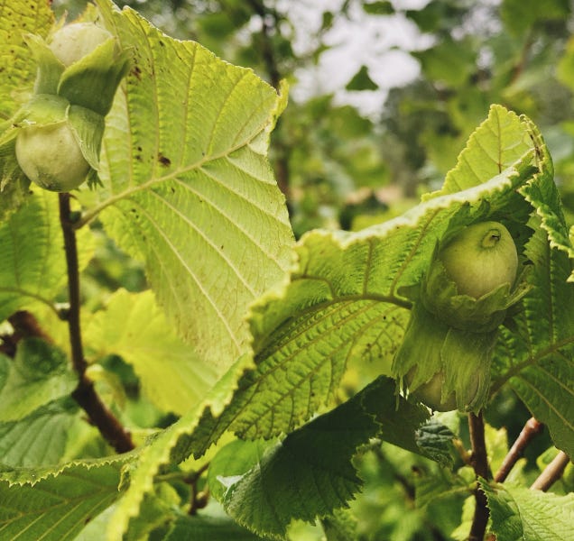 Hazel New Moon - by Claire Davey - Cailleach