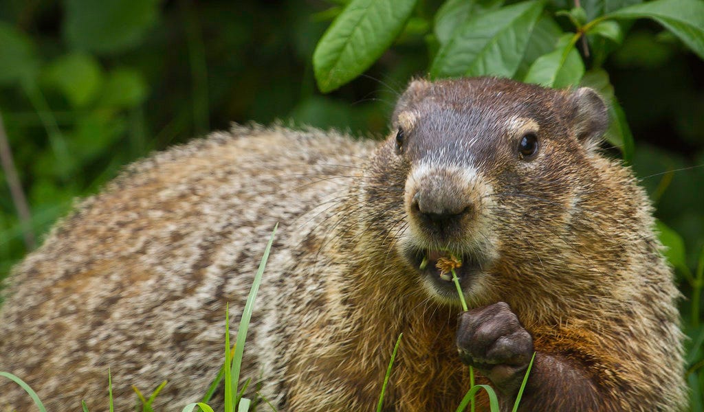 Phil's Last Stand - by Thomas Pluck - Fox at Timber Creek