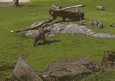 Cat In The Cradle! Tabs, Wed., May 22, 2024