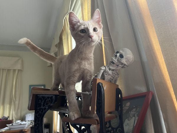 Wonkette, The World's Last Website! - by Rebecca Schoenkopf