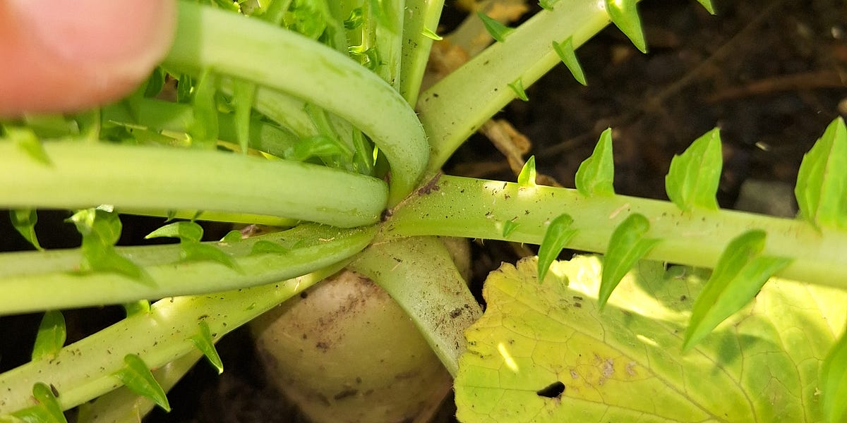 Garden tour May 8th 2024 - by Brandon Beasley