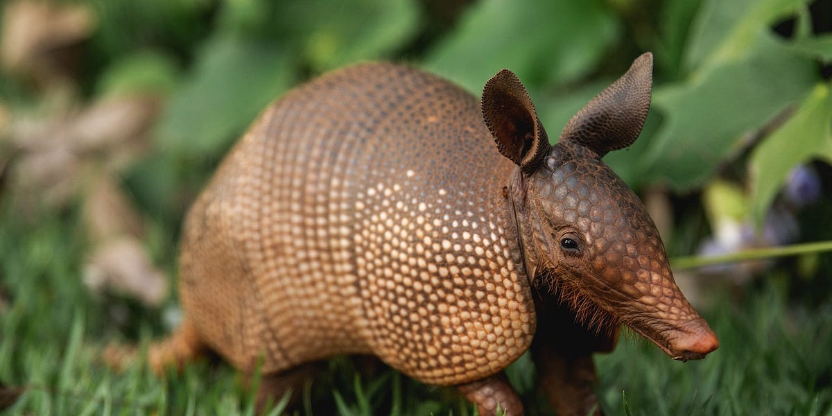 🦔 tatu do bem... - Alex Bretas – Aprendendo Em Voz Alta