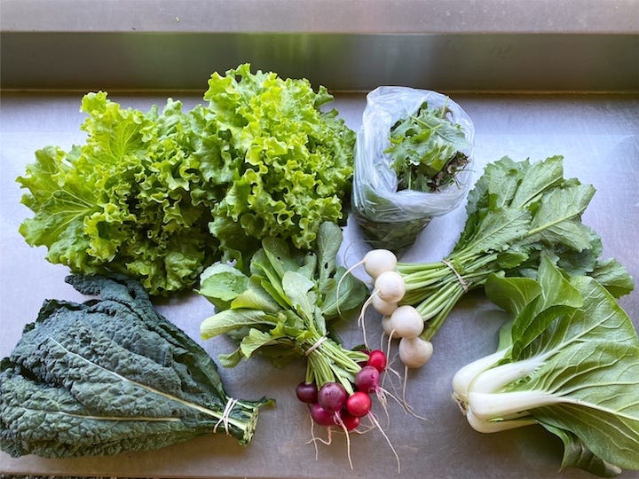 SPRING vegetable garden guide - by Michelle Aronson