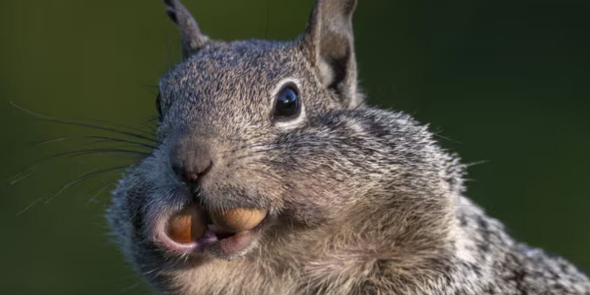 squirrels have 4 human-like personalities