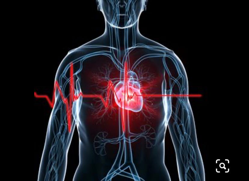How the Heart Controls Exactly Where Blood Travels Within The Body