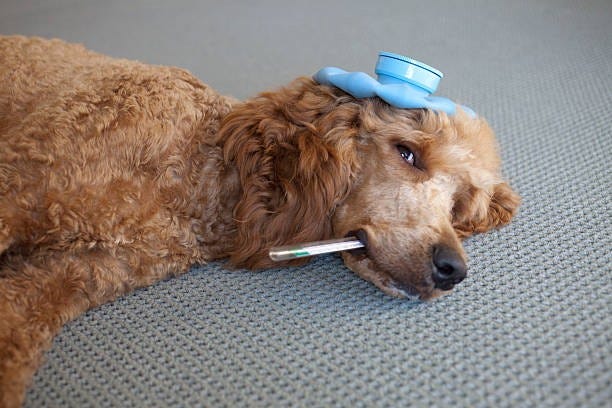 Effects of Mold on your Pets: Insights by Mold Test Companies Near Me ...