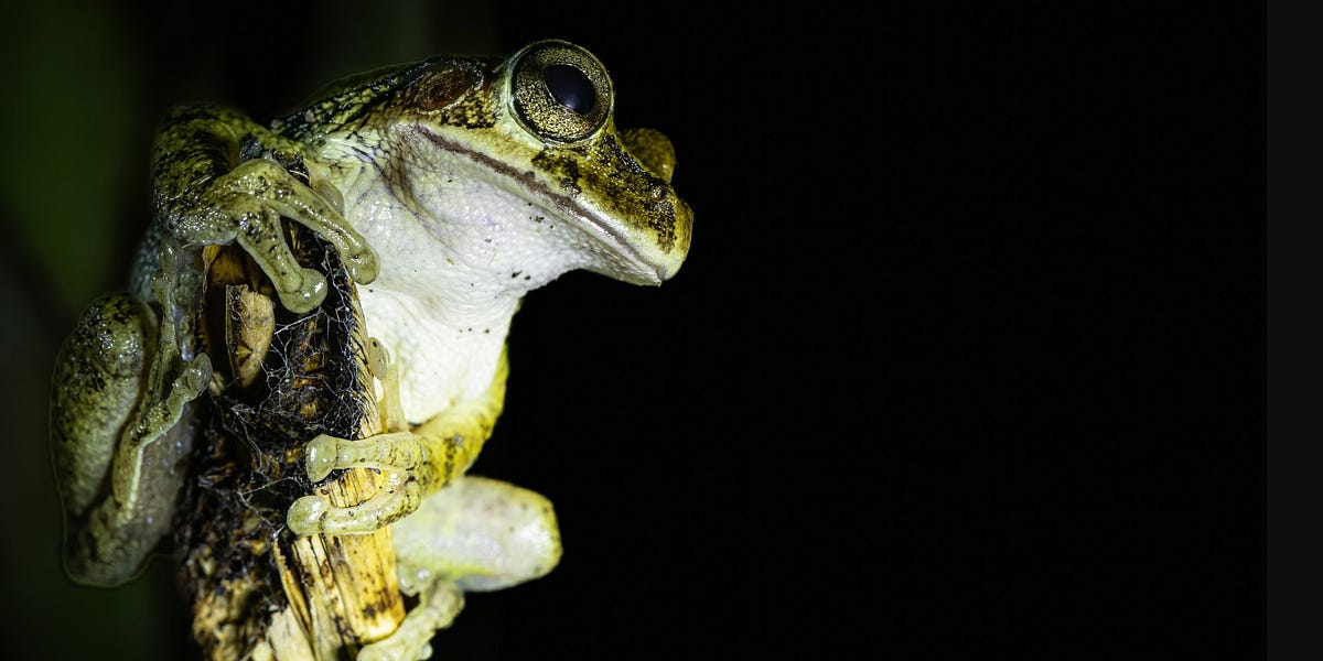 When Do You Eat Your Frog? - by Derek Pharr - Chief Rabbit