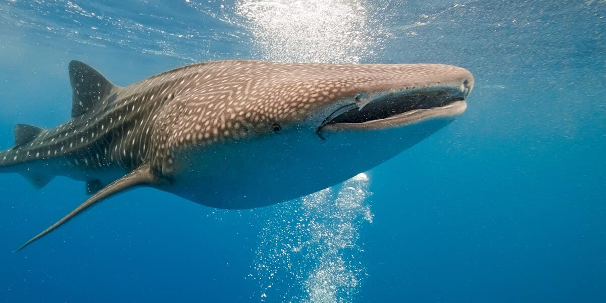 Shopify is a Whale Shark - Part 2 - by Joey Padgett