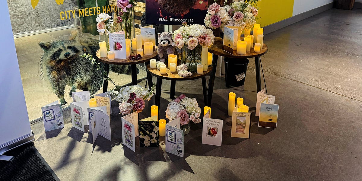 A Eulogy for Conrad The Raccoon - by Adam Bunch